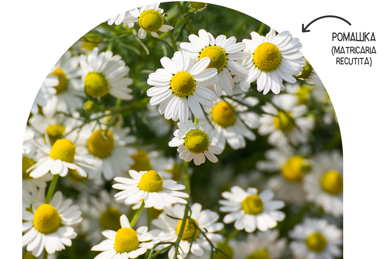 Главная - lactofar