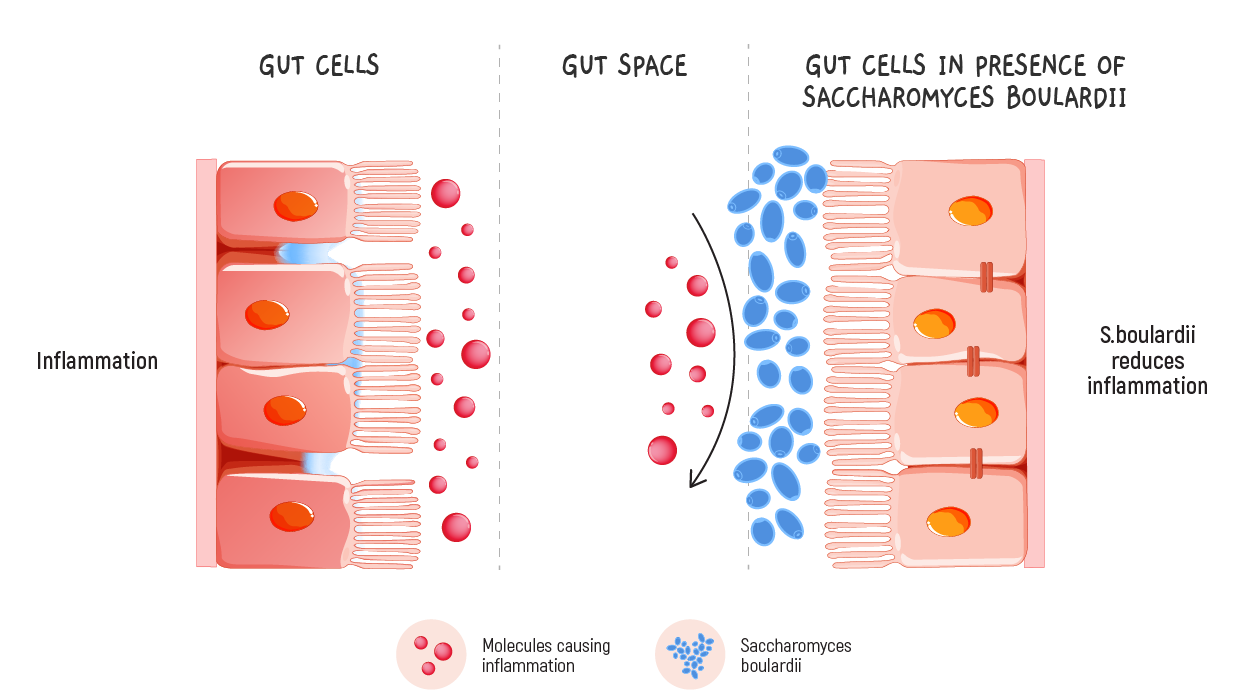 Mechanism of action - lactofar
